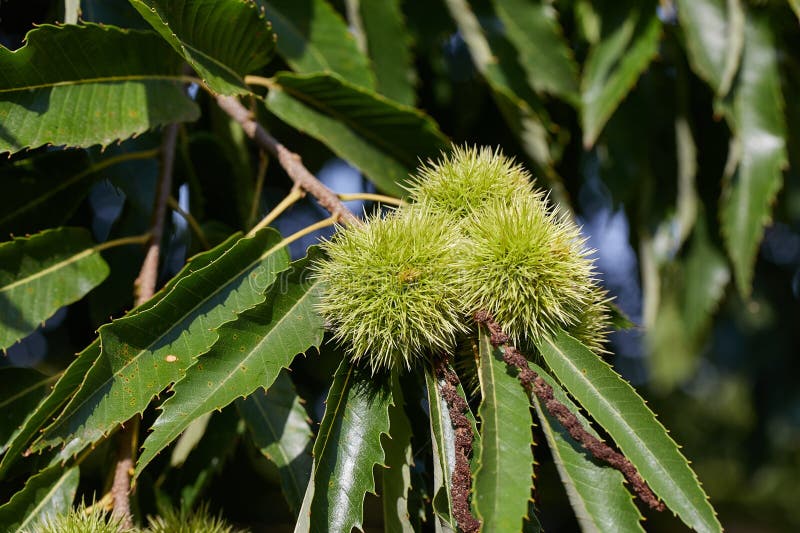 Chestnut growing on a tree stock photo. Image of closeup - 323552816