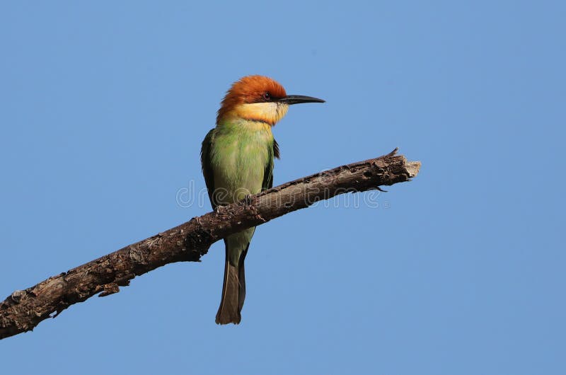 Chestnut-headed bea-eater stock image. Image of migrant - 146435153