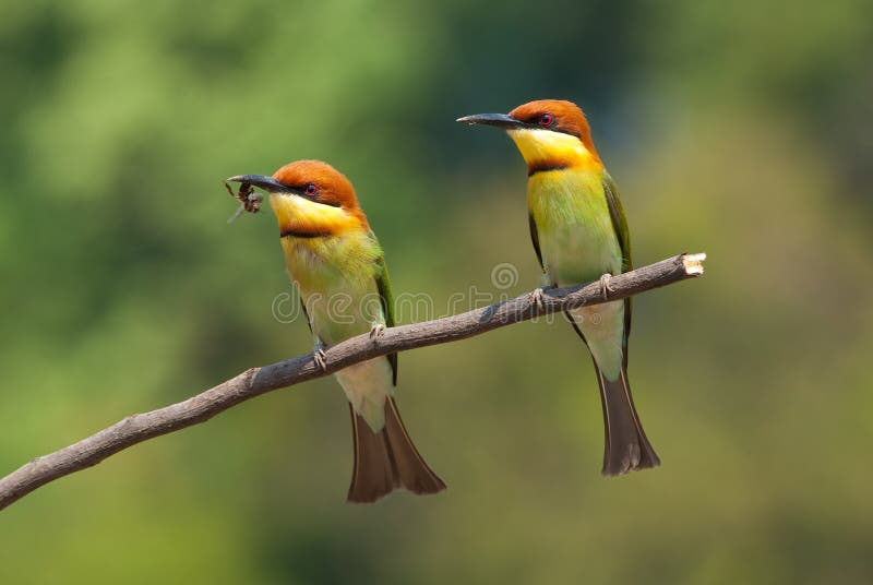 African Bird-Carmine Bee Eaters Stock Photo - Image of pair, botswana ...