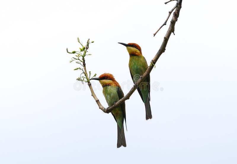 Chestnut-headed Bee-eaters stock image. Image of environment - 43948595