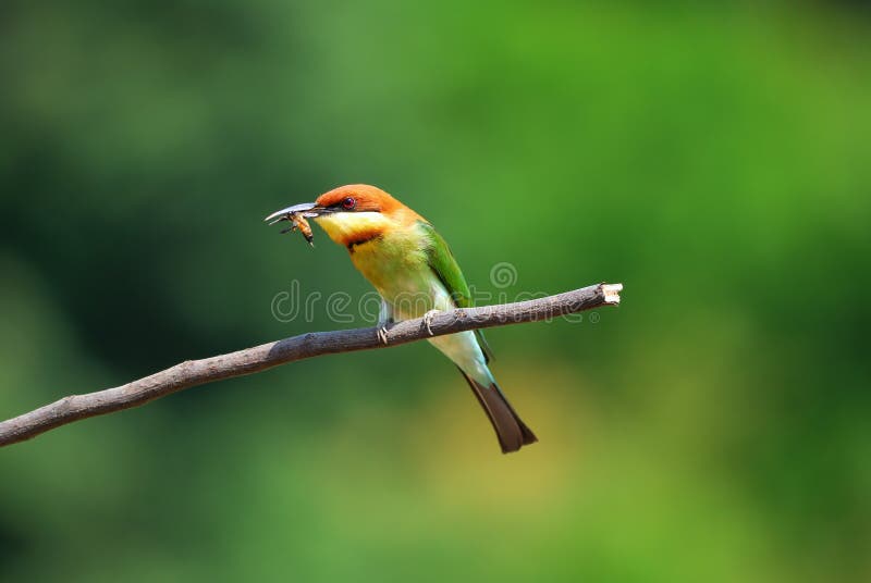 Chestnut headed bee eater stock photo. Image of headed - 21745640