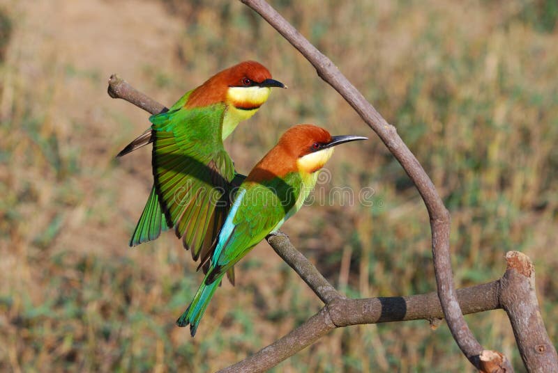 Chestnut headed bee eater stock photo. Image of birder - 27640172