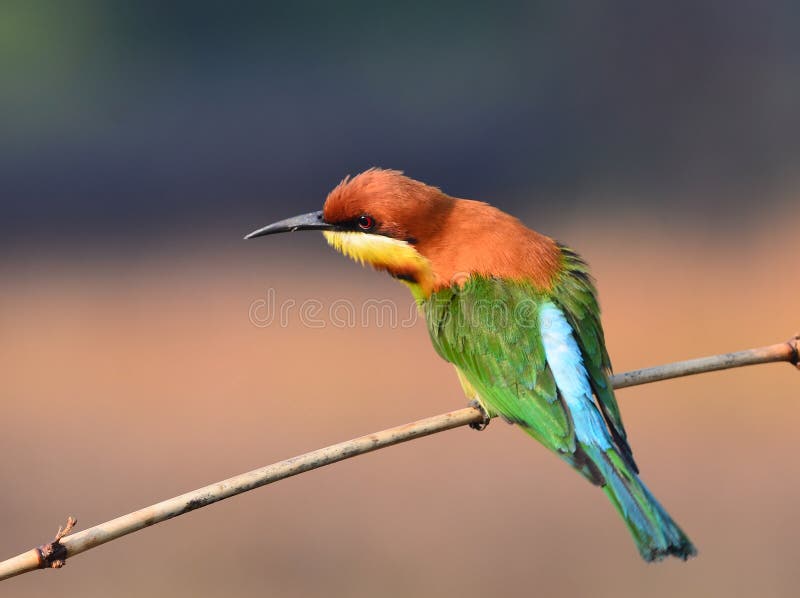 Chestnut-headed Bee-eaters stock image. Image of environment - 43948595