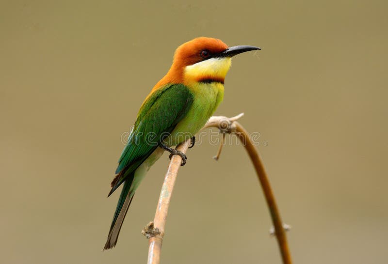 Chestnut headed bee eater stock photo. Image of nature - 129435744