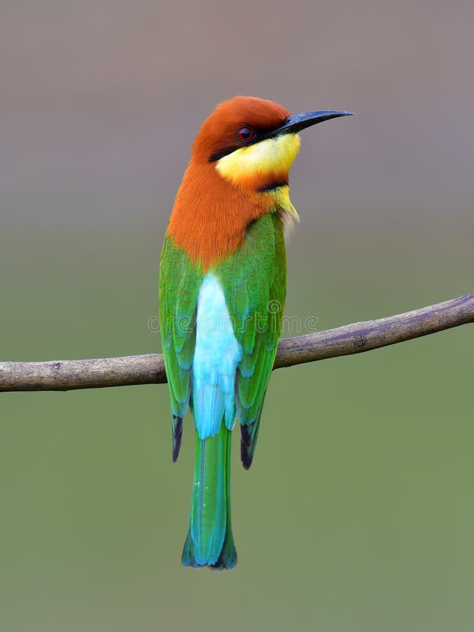 Chestnut-headed Bee-eater Bird Stock Photo - Image of feathers, beak ...