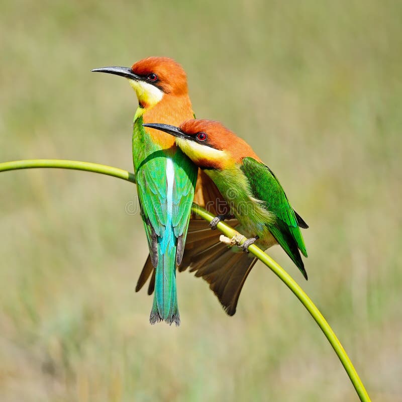 Chestnut-headed Bee-eater stock photo. Image of chestnut - 38863982