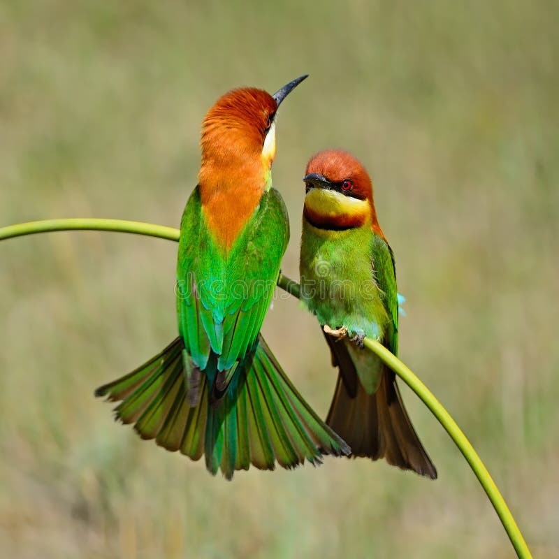 Chestnut-headed Bee-eater stock image. Image of merops - 39316223