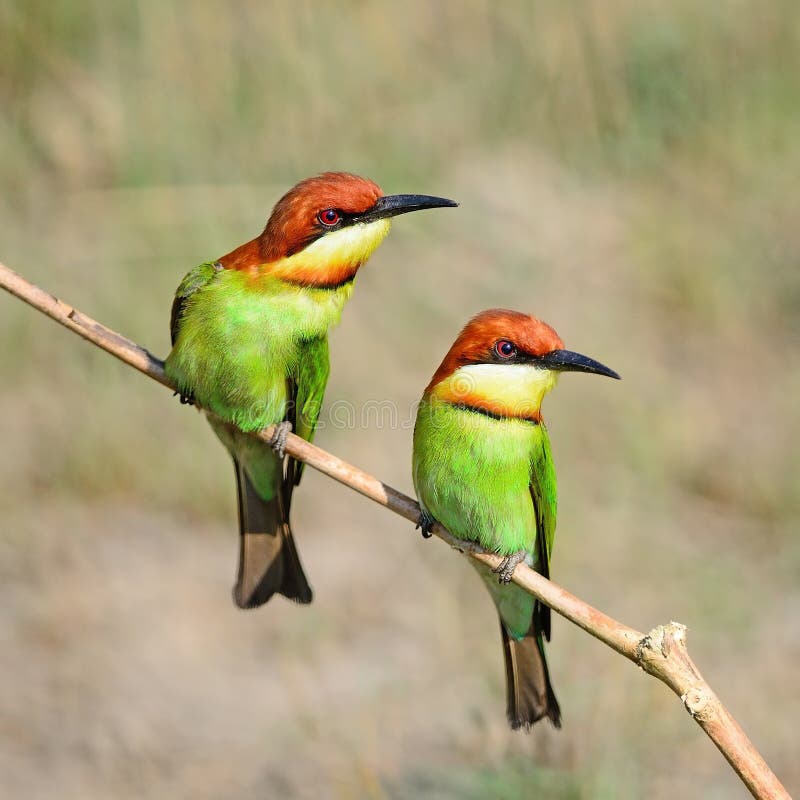 Chestnut-headed Bee-eater stock photo. Image of colorful - 43440490