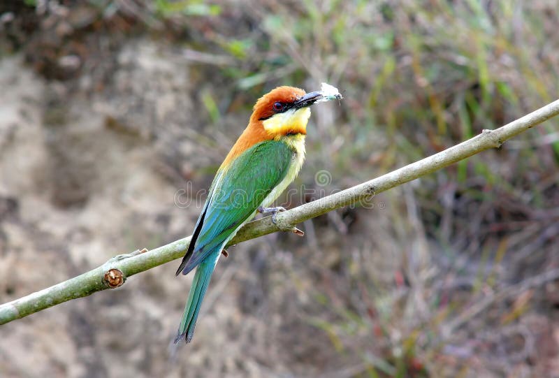 Chestnut Headed Bee Eater Merops Leschenaulti Stock Photo - Image of ...