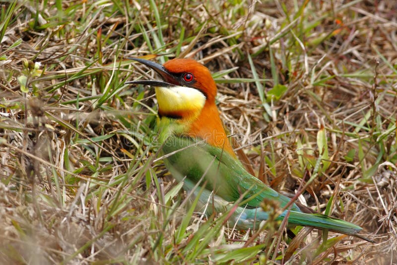 Chestnut Headed Bee Eater Merops Leschenaulti Stock Photo - Image of ...