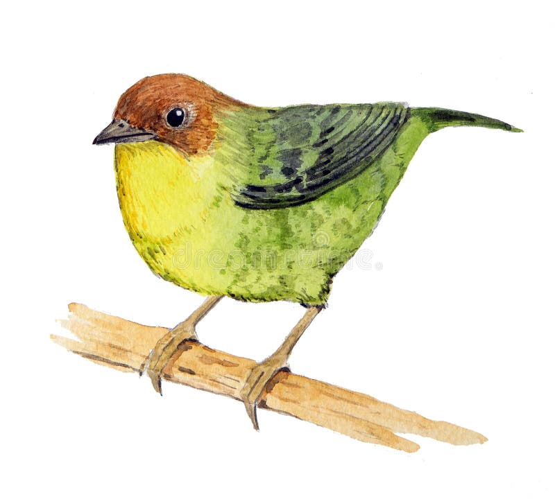 Headed Tesia Stock Illustrations – 1 Headed Tesia Stock Illustrations ...