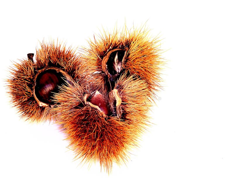 Chestnut, Hedgehog, Spines , Autumn , Food Stock Photo - Image of ...