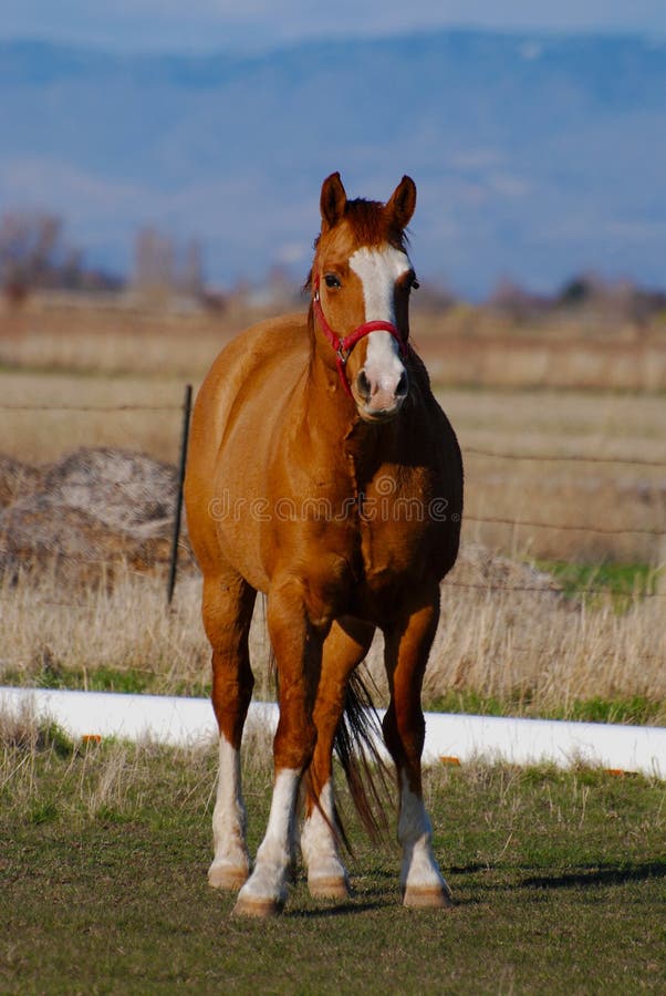 Chestnut Horse stock image. Image of mare, brown, equidae - 23999367