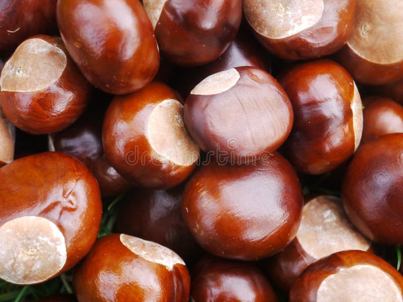 Chestnut horse conker stock image. Image of foliage, healthy - 60679765