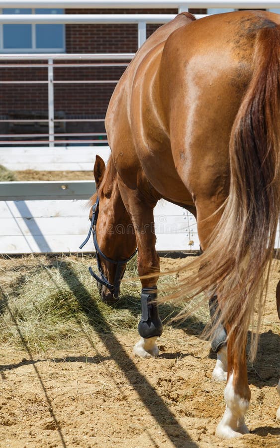 190 Thoroughbred Horse Back View Stock Photos - Free & Royalty-Free ...