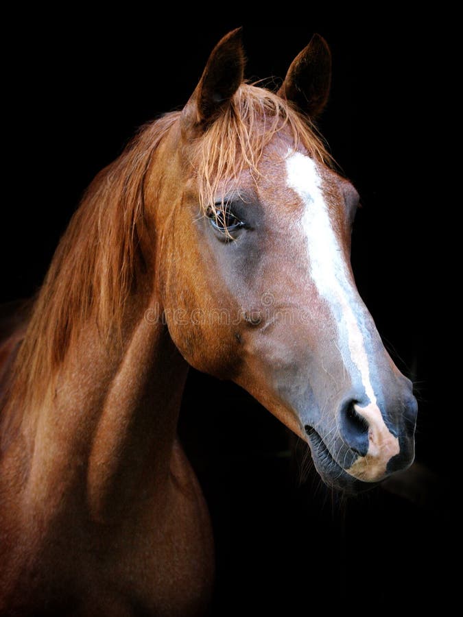 210+ Chestnut horse head Free Stock Photos - StockFreeImages
