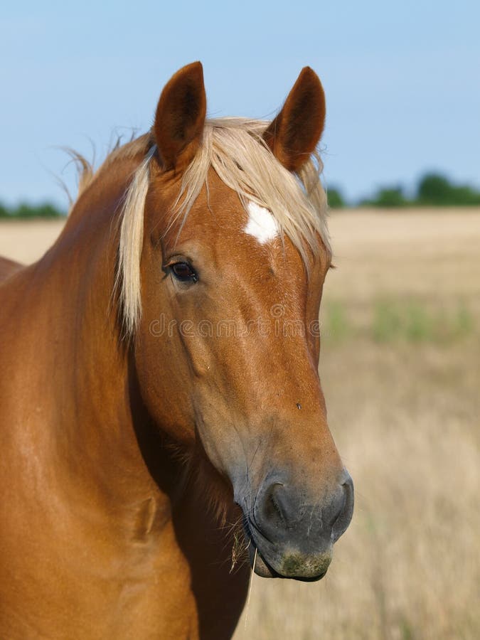 Chestnut Horse Head Shot stock image. Image of chestnut - 28979631