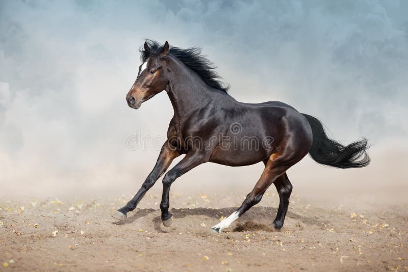 Chestnut Horse Run in Desert Stock Image - Image of beautiful, force ...