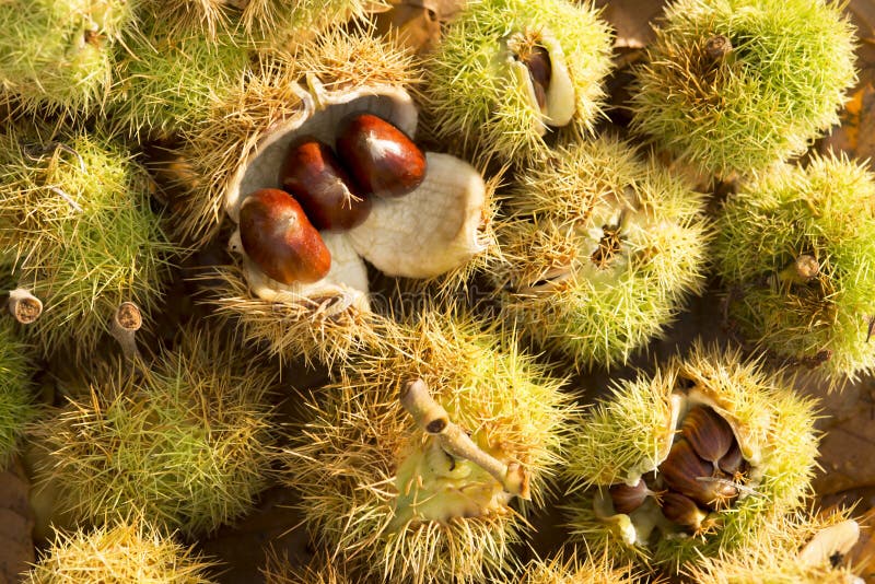 Prickly sweet chestnut stock photo. Image of shell, stripes - 11540822