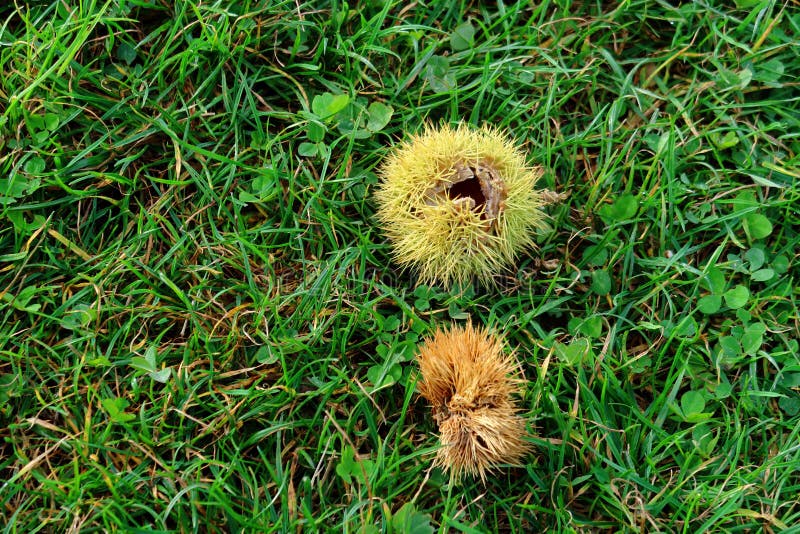 Grass husks stock photo. Image of garden, ecology, spring - 37282324
