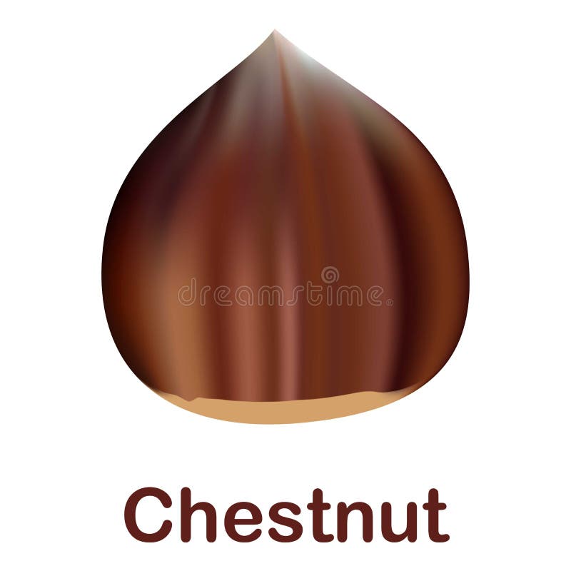 Chestnut Icon, Realistic Style Stock Vector - Illustration of macro ...
