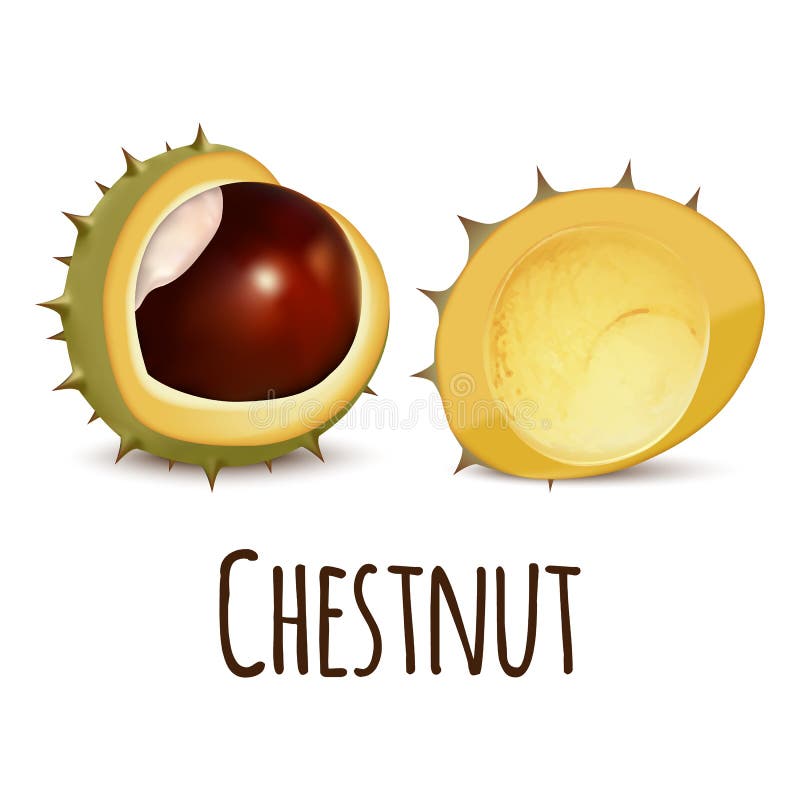 Chestnut Icon, Realistic Style Stock Vector - Illustration of element ...