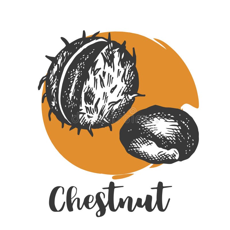 Chestnut Illustration, Drawing, Engraving, Ink, Line Art, Vector Stock ...