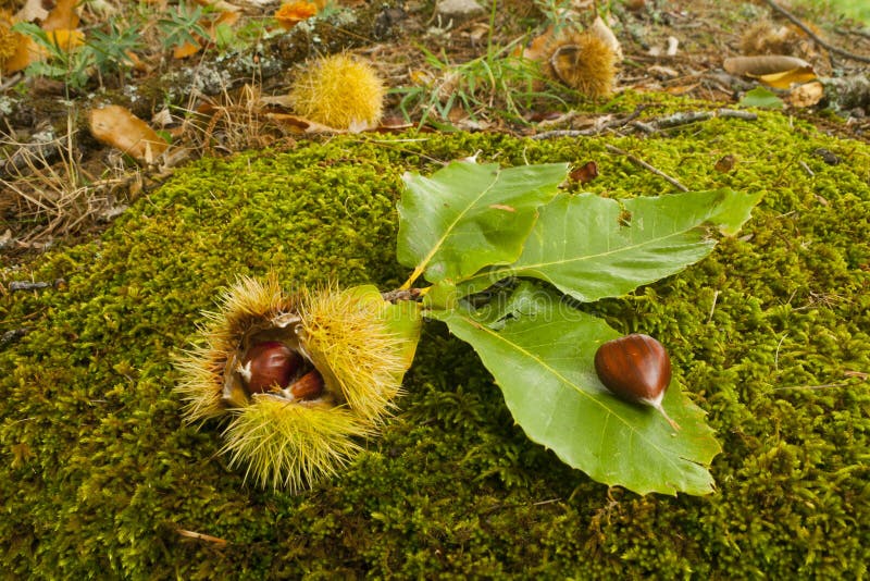 Chestnut Inside Her Hedgehog on the Forest Floor Stock Image - Image of ...