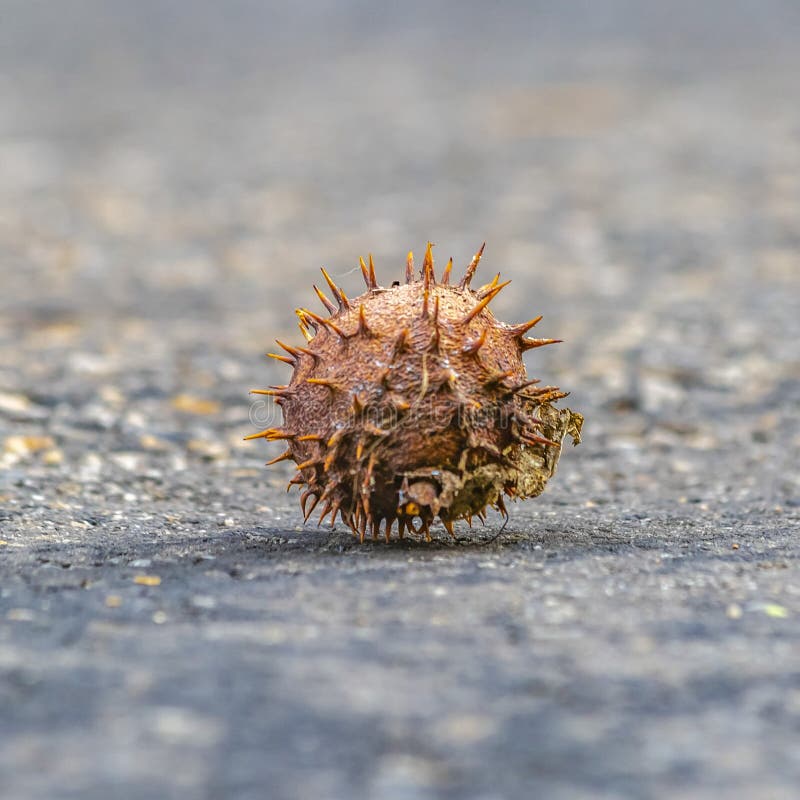 Chestnut Inside a Prickly Shell Against Ground Stock Image - Image of ...