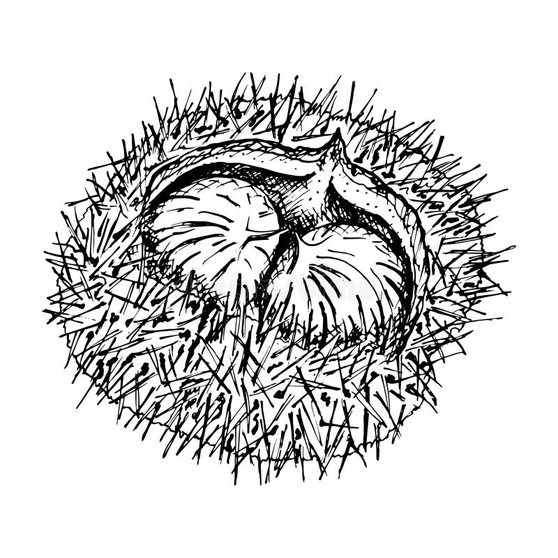 Chestnut Inside a Spiky Shell. Intricate Black and White Vector Hand ...