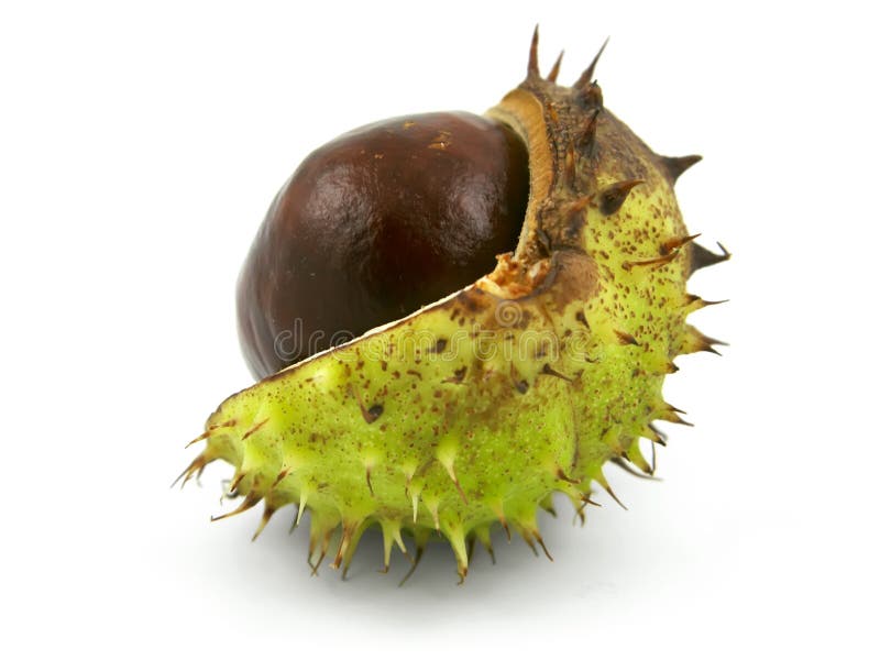 Open horse chestnut shell stock photo. Image of buckeye - 6538942