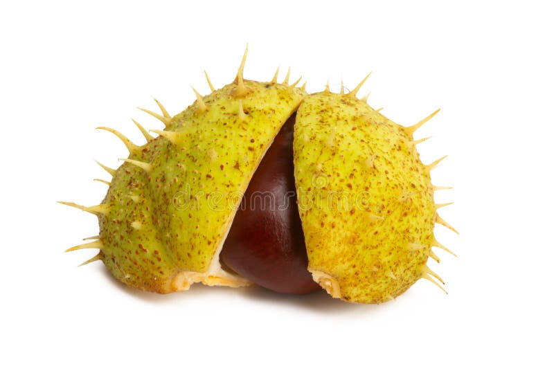 Chestnut isolated stock image. Image of healthy, peel - 158565787