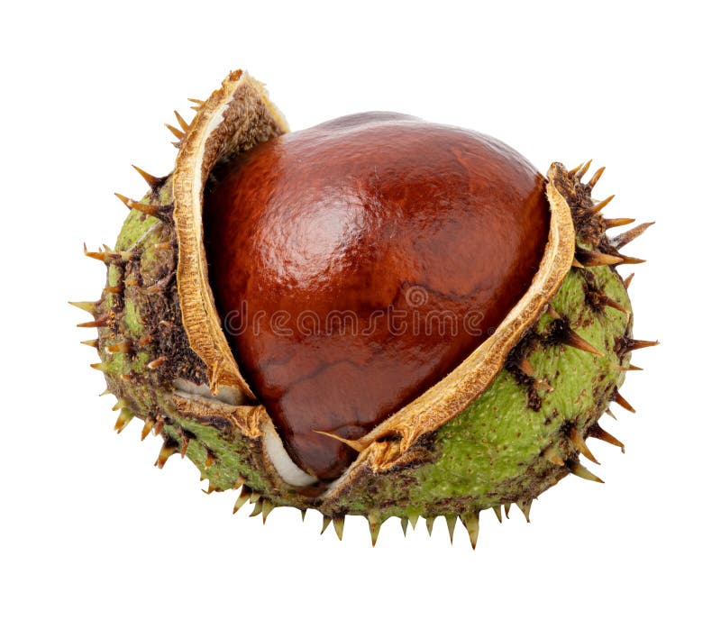 Chestnut on White Background Stock Image - Image of autumn, medicine ...