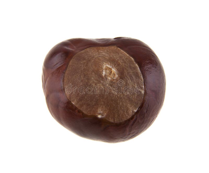 Chestnut Isolated on White Background Stock Image - Image of decoration ...
