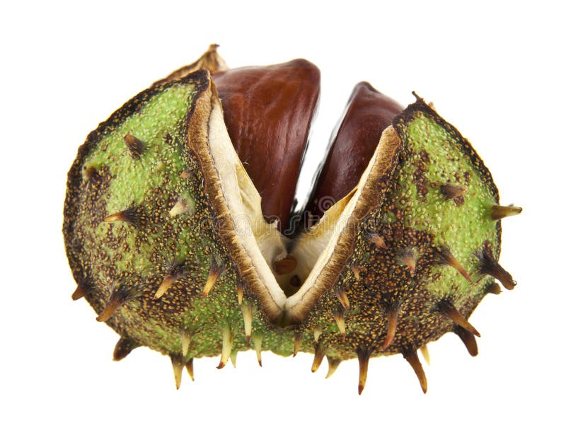 Chestnut Isolated on White Background Stock Photo - Image of botanic ...