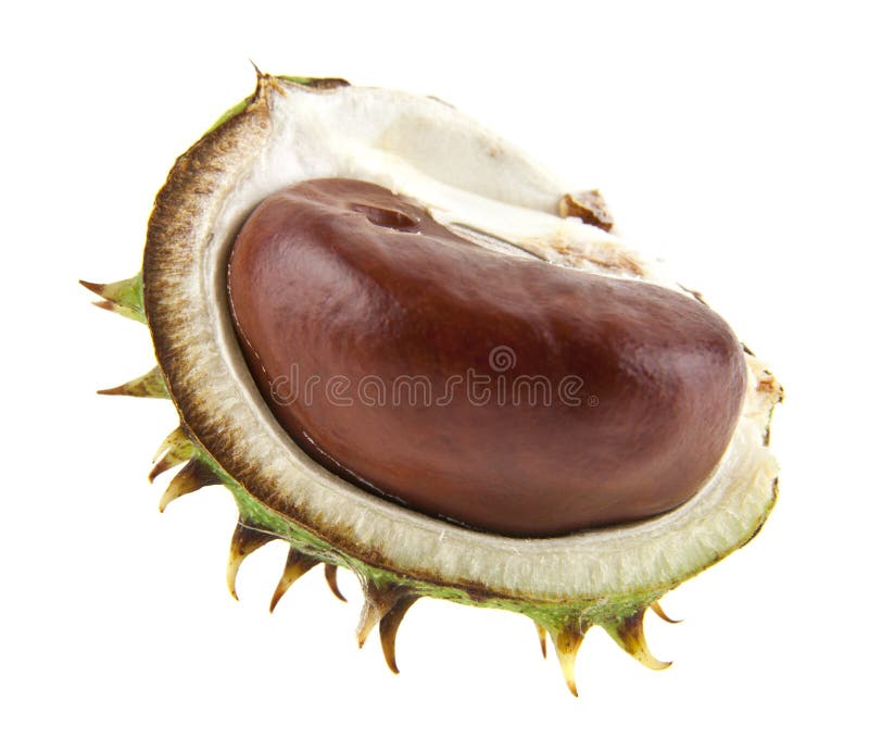 Chestnut Isolated on White Background Stock Image - Image of fresh ...