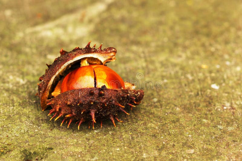 Chestnut kernels in shell stock image. Image of nature - 44470965