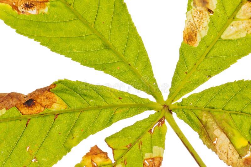 Chestnut leaf stock image. Image of green, isolated, detail - 28325787
