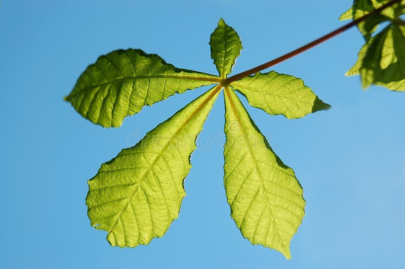 Chestnut leaf stock image. Image of trees, details, unique - 8060431