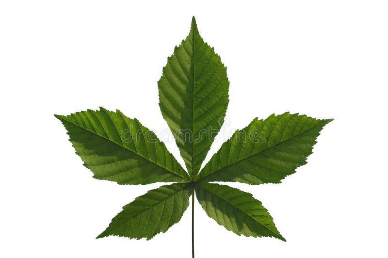 Chestnut leaf stock image. Image of trees, details, unique - 8060431