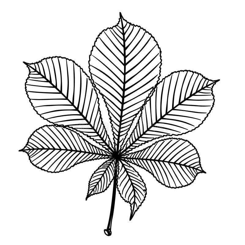 Chestnut Leaf Illustration. Outline Style. Stock Illustration ...