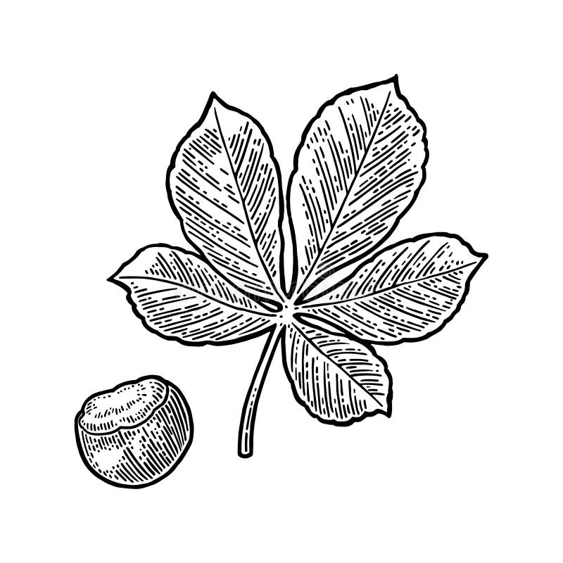 Engraved Chestnut Stock Illustrations – 551 Engraved Chestnut Stock ...