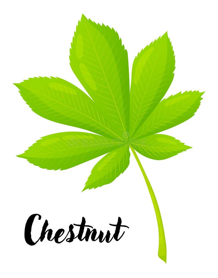 Chestnut Leaf Vector Illustration. Leaves, Botanical Design Element ...