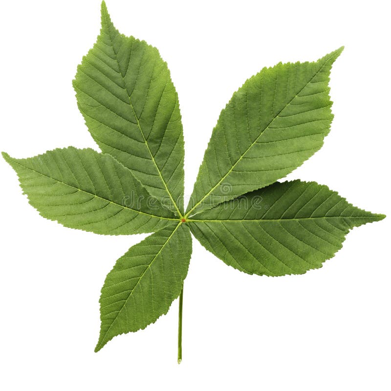 Chestnut Leaf on White Background Stock Photo - Image of autumn, flora ...