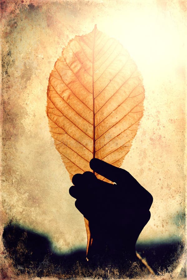 Chestnut Leaf in a Woman`s Hand in the Sunlight Old Photo Effect. Stock ...