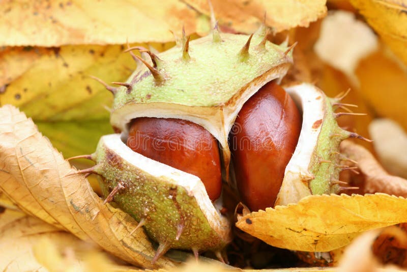 Chestnut on leaves stock image. Image of crack, foetus - 3295611