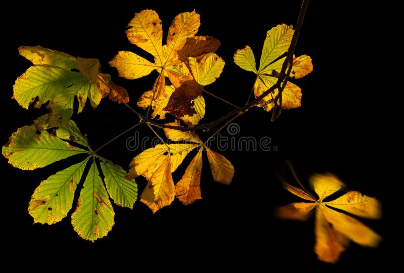 Chestnut leaves in autumn stock photo. Image of season - 6962566