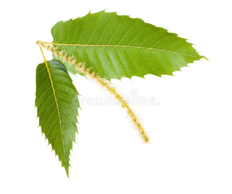 Chestnut leaf stock image. Image of lush, chestnuts, white - 27588851