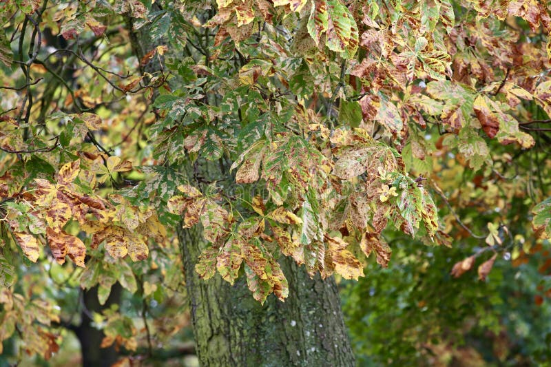 Chestnut Leaves Changing into Autumn Colour Stock Image - Image of ...