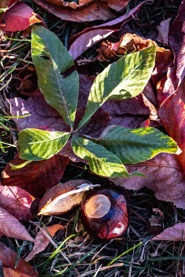 Chestnut Leaves in Fall stock photo. Image of autumn - 193224436